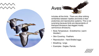 Presentation phylum Chordata class Aves.pptx