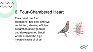 Presentation phylum Chordata class Aves.pptx