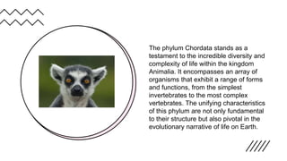 Presentation phylum Chordata class Aves.pptx