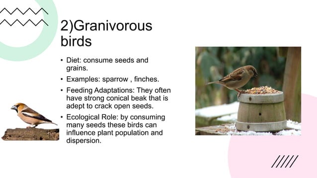 Presentation phylum Chordata class Aves.pptx | Birds | Pets