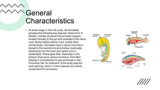 Presentation phylum Chordata class Aves.pptx