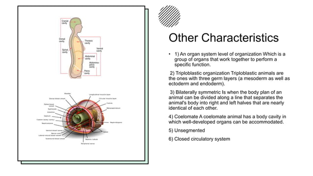 Presentation phylum Chordata class Aves.pptx | Birds | Pets