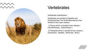 Presentation phylum Chordata class Aves.pptx