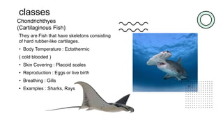 Presentation phylum Chordata class Aves.pptx