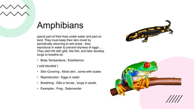 Presentation phylum Chordata class Aves.pptx | Birds | Pets
