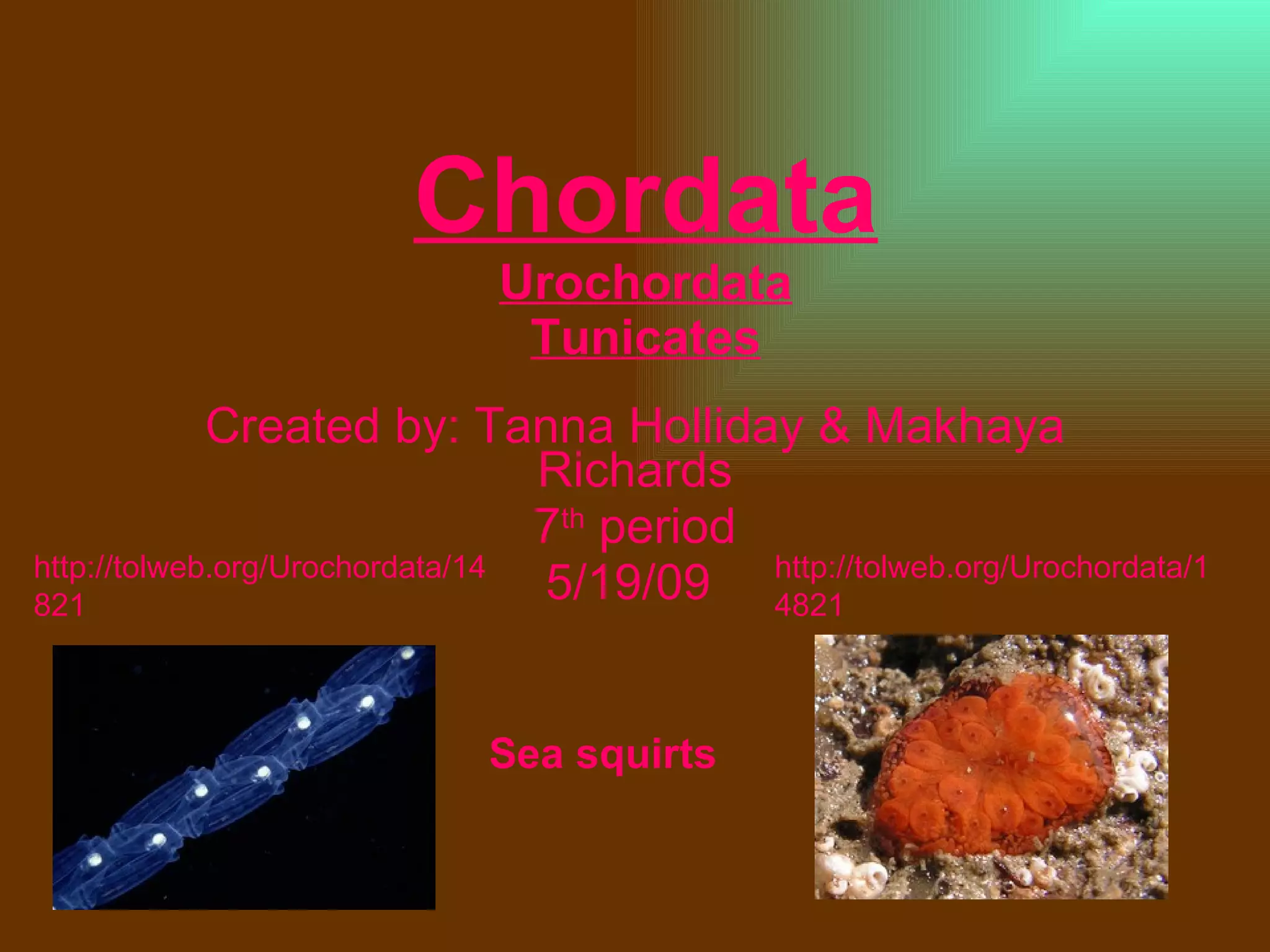 Chordata Urochordata | PPT