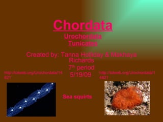 Chordata Urochordata | PPT