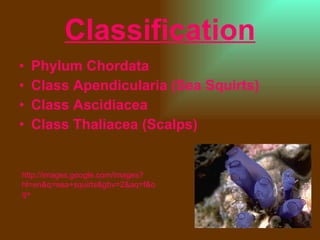 Chordata Urochordata | PPT