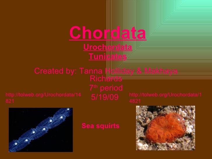 Urochordata Exemplos