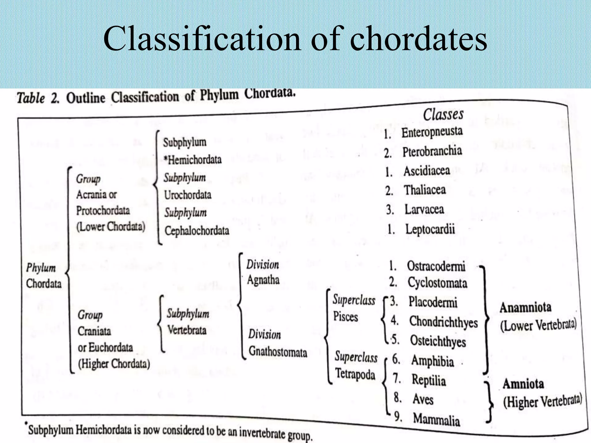 Chordata ppt.ppt