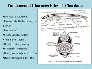 Chordata ppt.ppt
