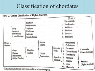 Chordata ppt.ppt