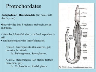 Chordata ppt.ppt