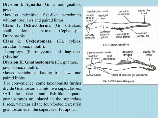 Chordata ppt.ppt | Biological Sciences | Science