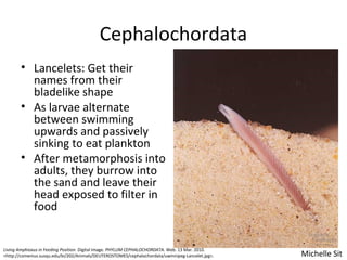 Chordata uro and ceph | PPT