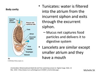 Chordata uro and ceph | PPT