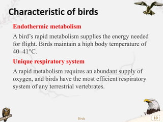Chordate birds .pptx - Rasol Sindy | PPTX