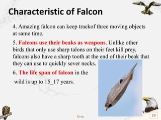 Chordate birds .pptx - Rasol Sindy | PPTX