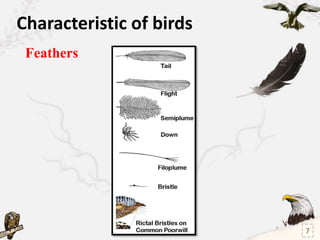 Chordate birds .pptx - Rasol Sindy | PPTX