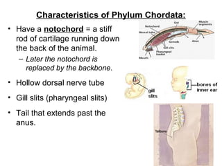 Chordates Characteristics
