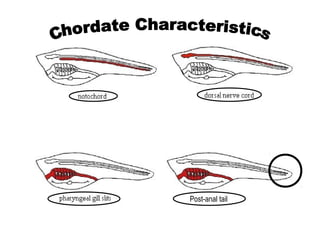 Chordates Characteristics