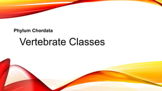 Chordate classes | PPTX