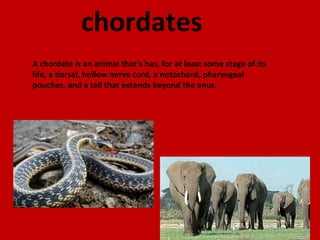 Chordates | PPT