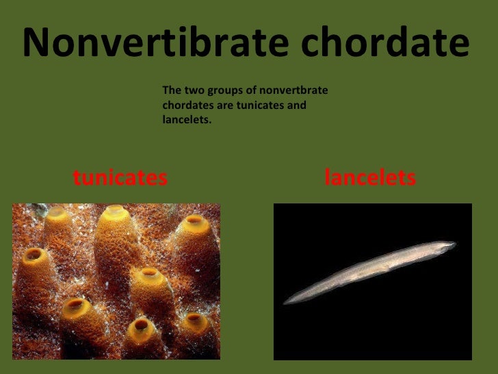 Chordates