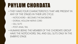 Chordates | PPTX