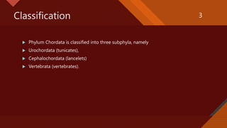 Chordates.pptx