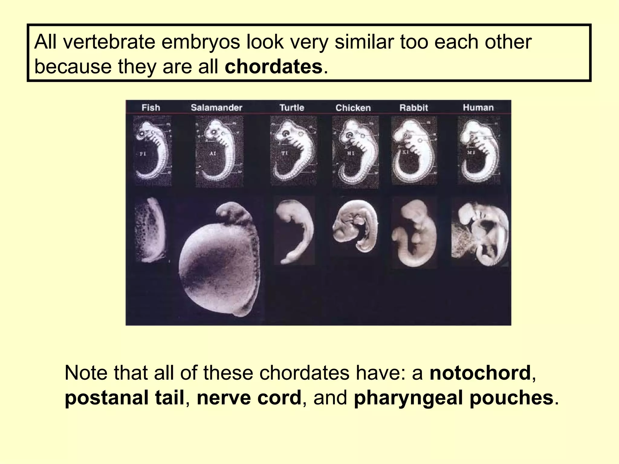 Chordates and vertebrates | PPT