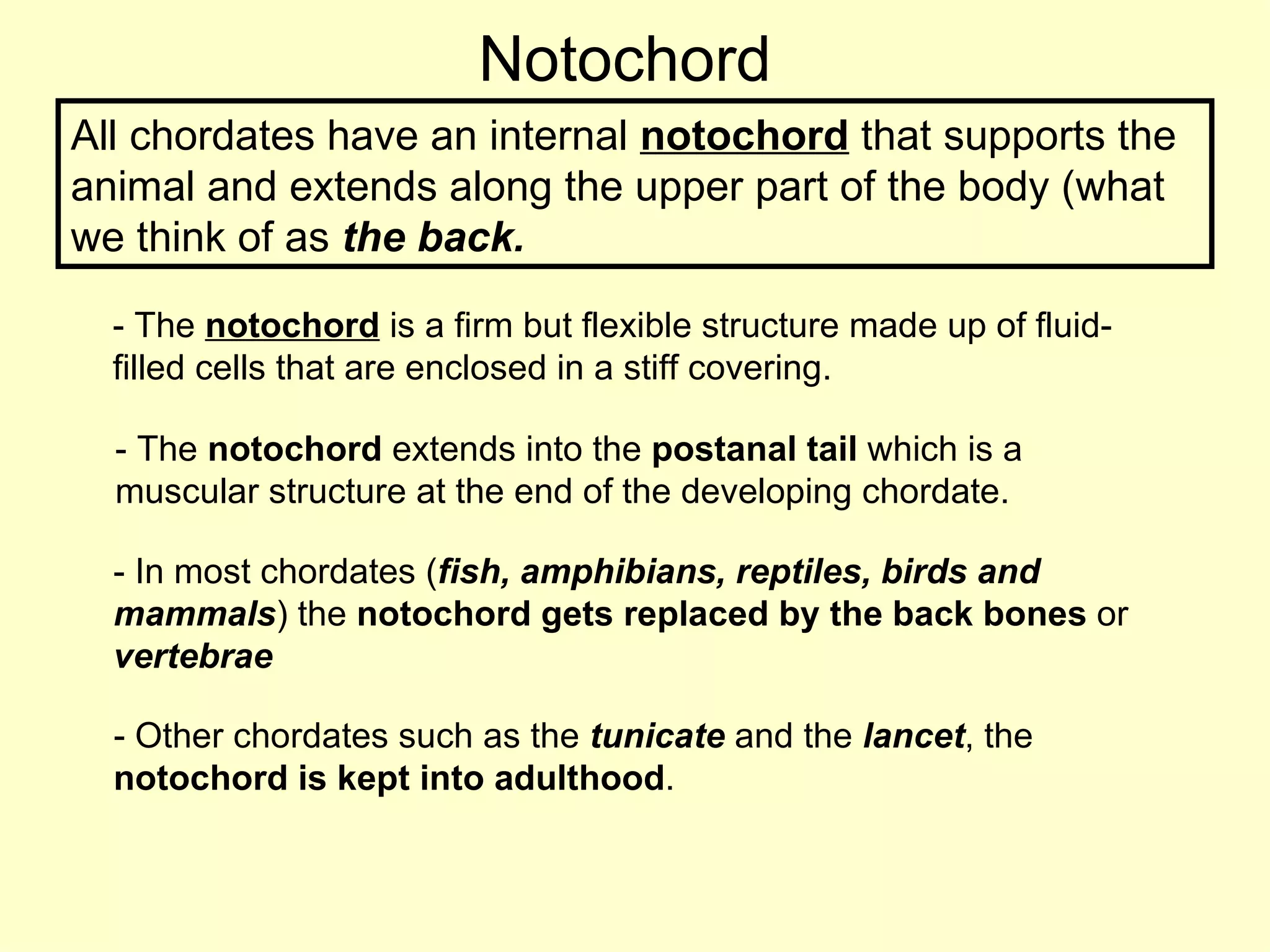 Chordates and vertebrates | PPT