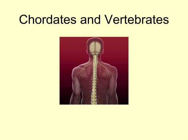 Chordates and vertebrates | PPT | Reptiles | Pets
