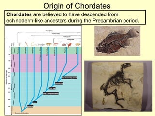 Chordates and vertebrates | PPT