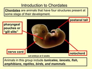 Chordates and vertebrates | PPT