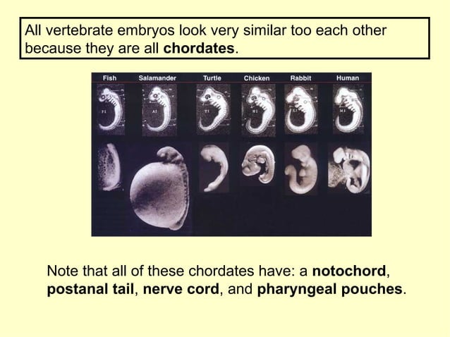 Chordates and vertebrates | PPT | Reptiles | Pets