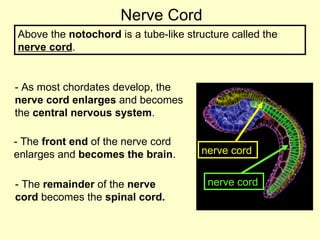 Chordates and vertebrates | PPT
