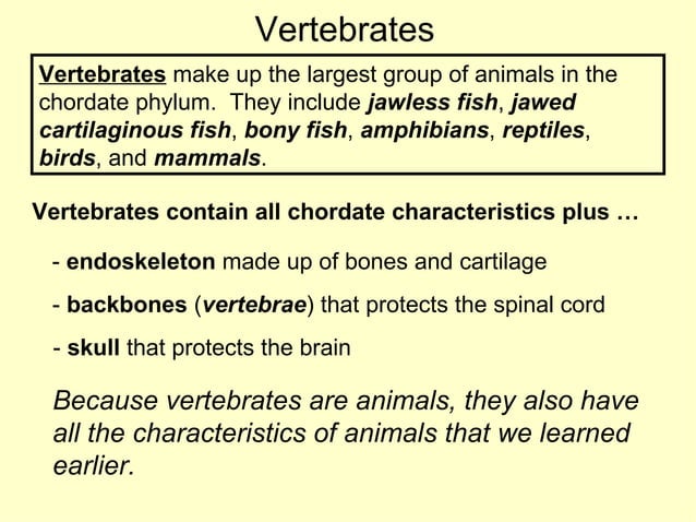 Chordates and vertebrates | PPT | Reptiles | Pets