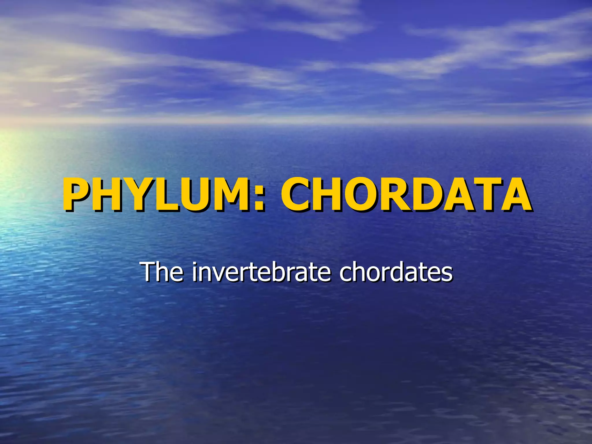 Chordata | PPT