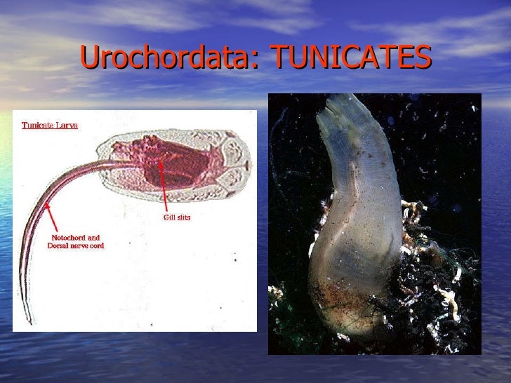 Urochordata Exemplos