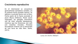 choro ciclo de vida anatomía y fisiología | PPTX
