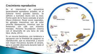 choro ciclo de vida anatomía y fisiología | PPTX