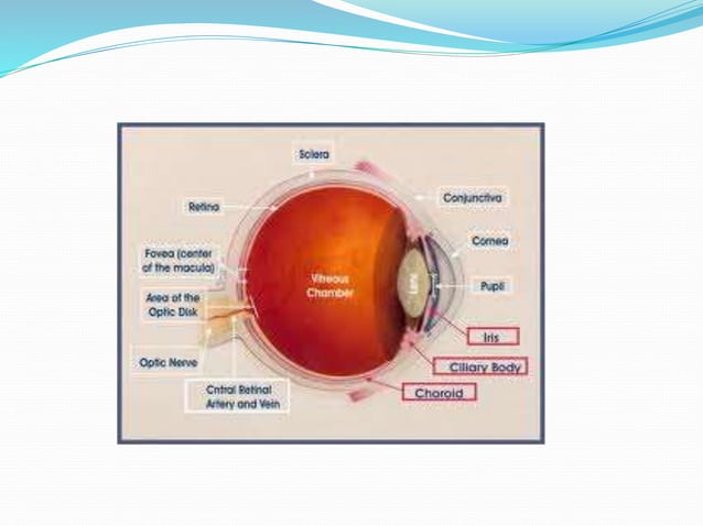 Choroid | PPTX | Eye and Vision Conditions | Diseases and Conditions