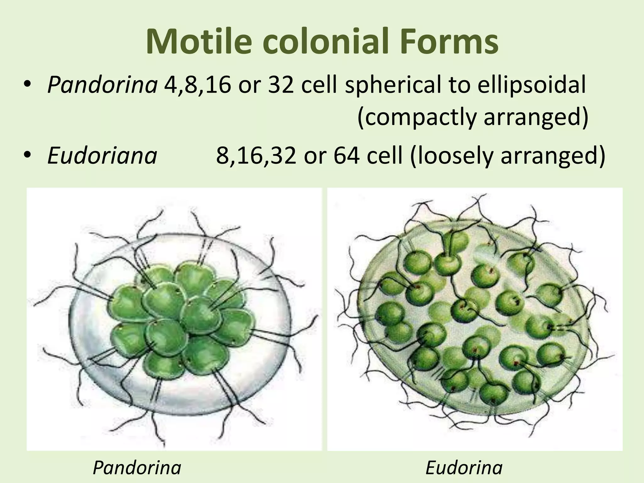 Chorophyceae,Chlorophyta | PPT