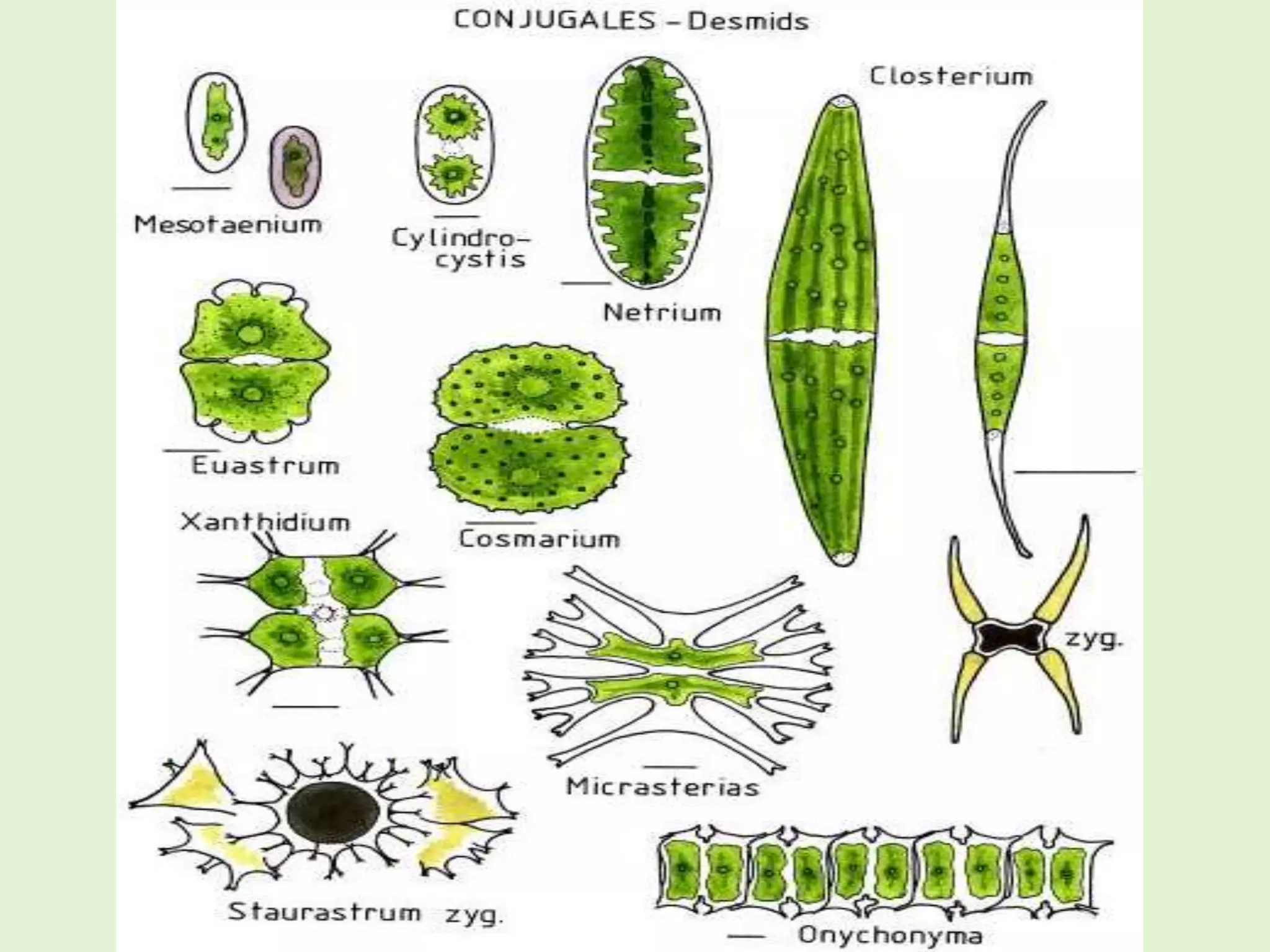 Chorophyceae,Chlorophyta | PPT
