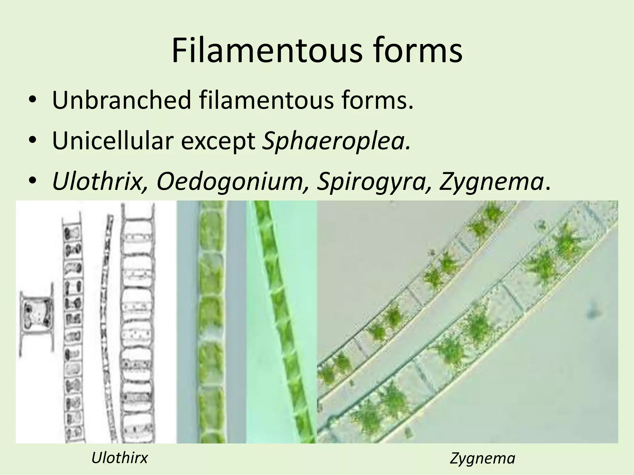 Chorophyceae,Chlorophyta | PPT