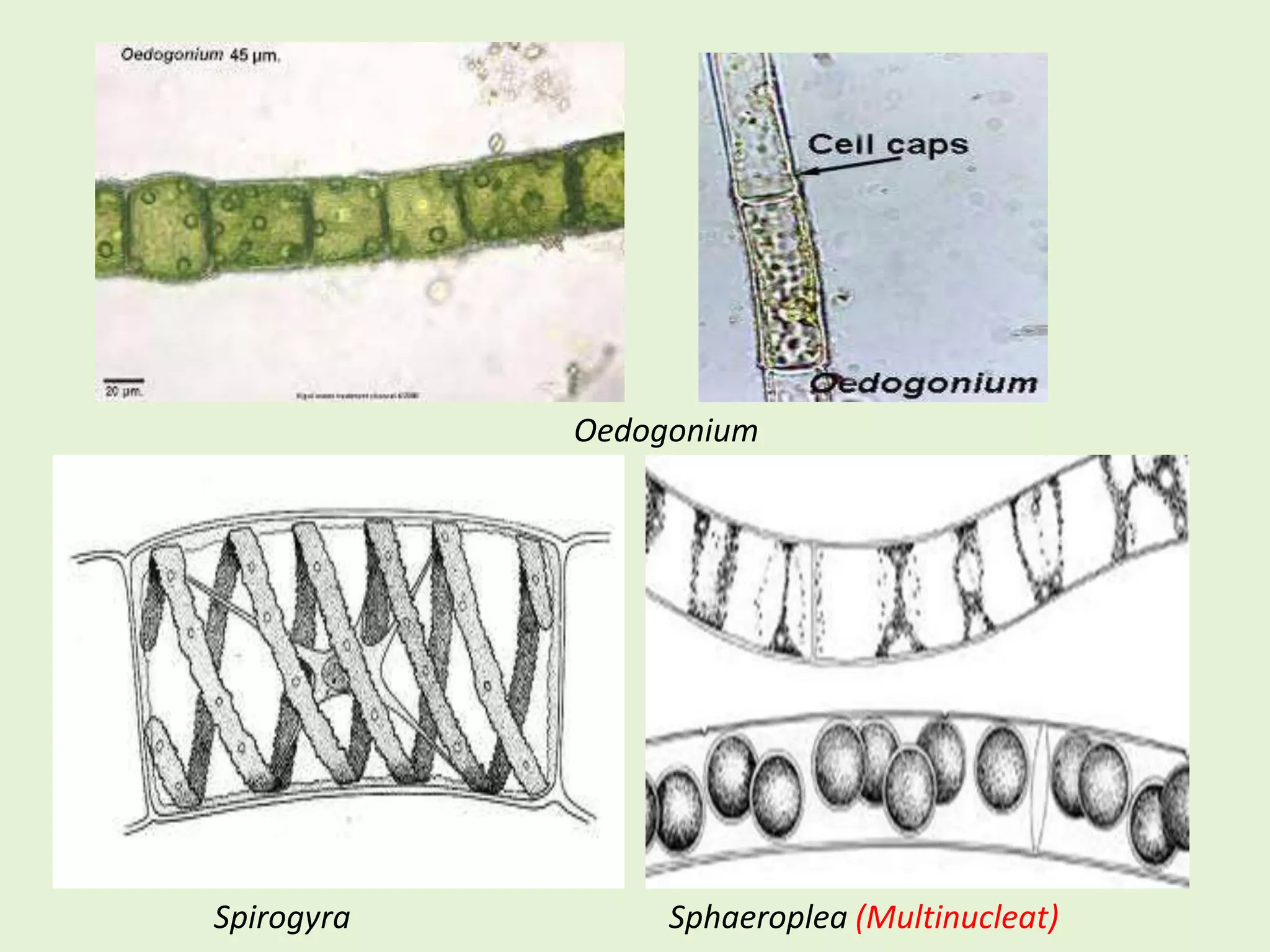 Chorophyceae,Chlorophyta | PPT