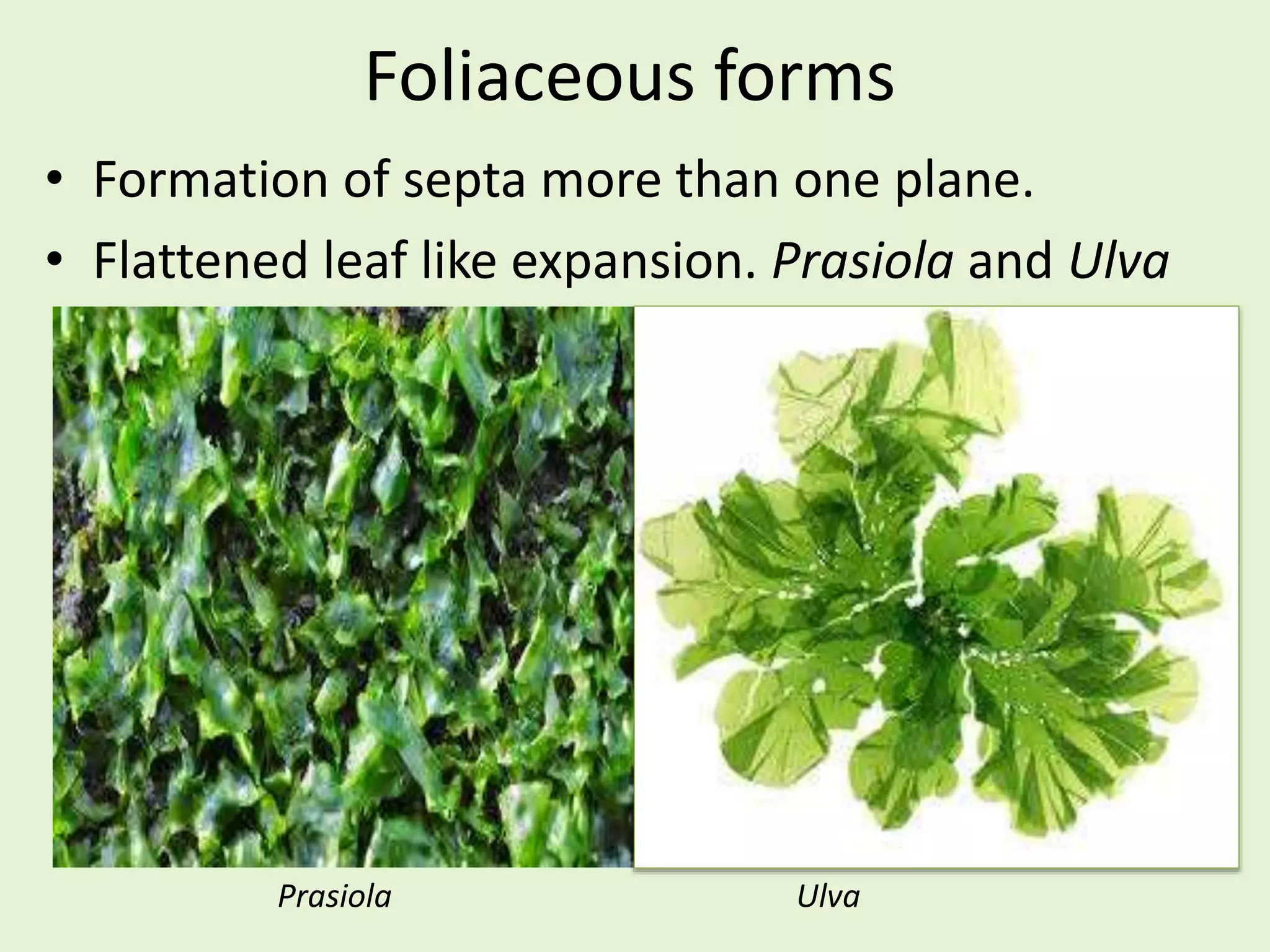 Chorophyceae,Chlorophyta | PPT