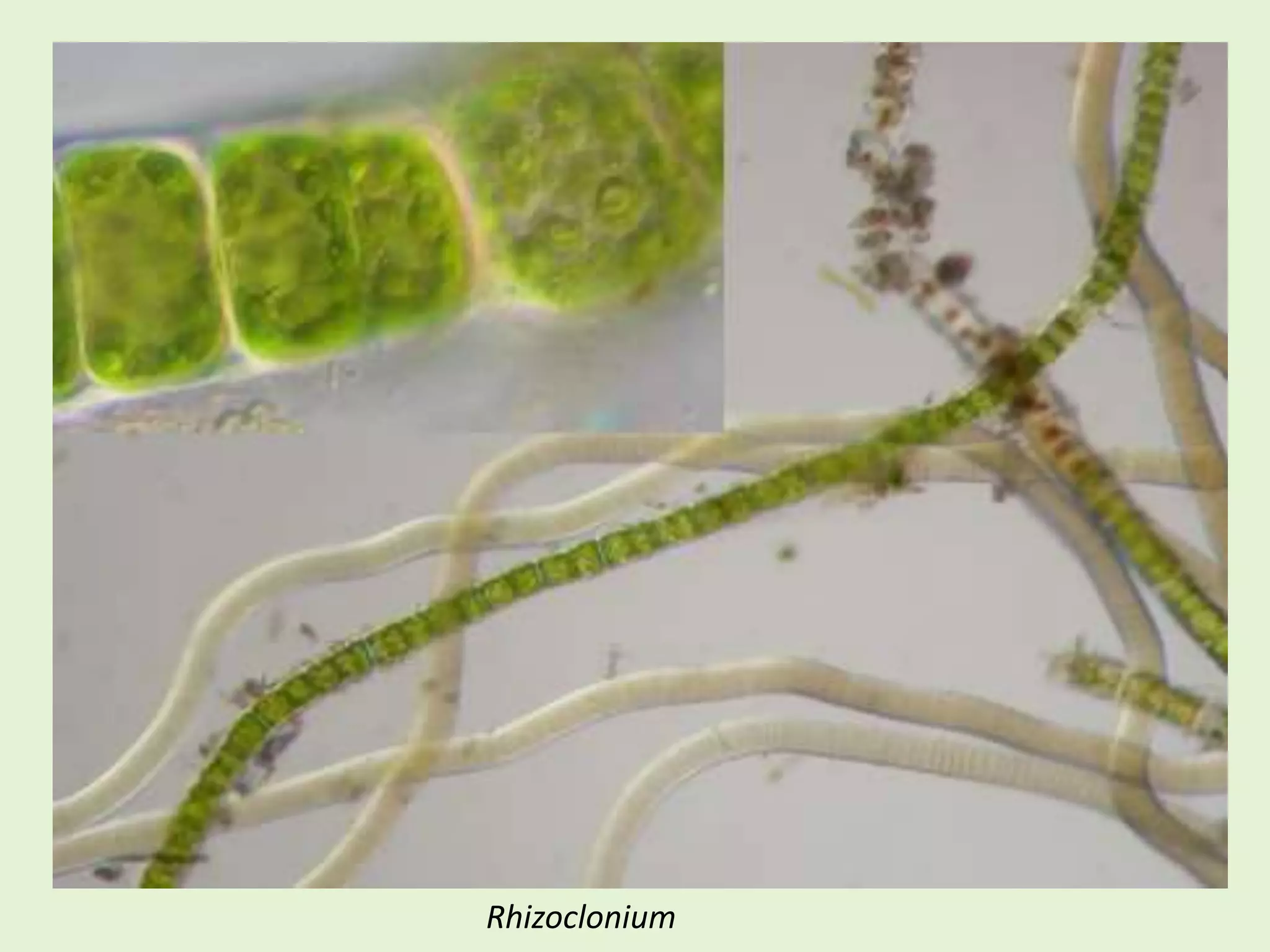 Chorophyceae,Chlorophyta | PPT