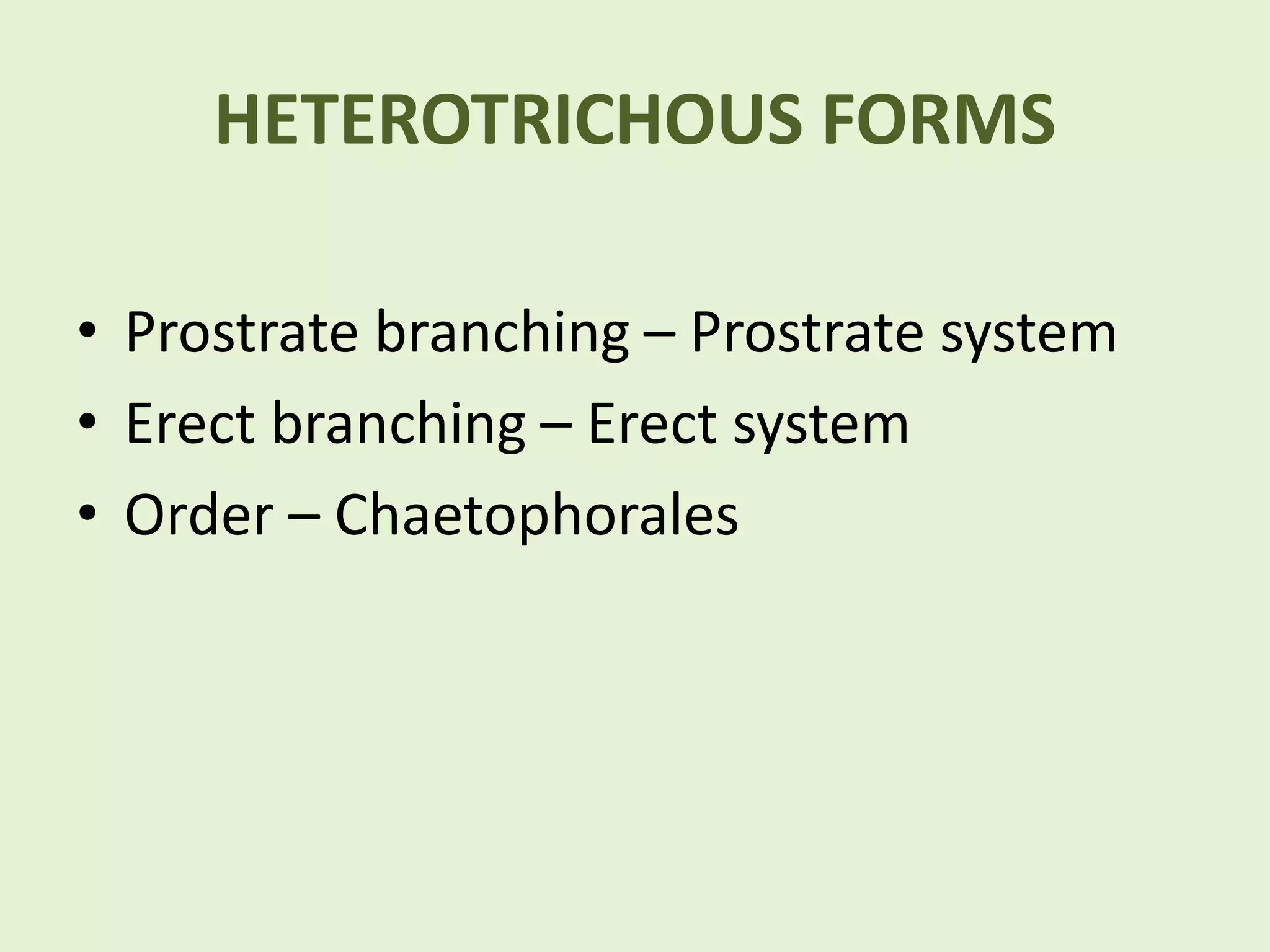 Chorophyceae,Chlorophyta | PPT